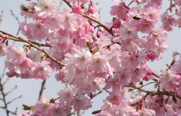 Direct Plants Prunus Accolade Fragrant Japanese Cherry Tree 6ft Tall ...