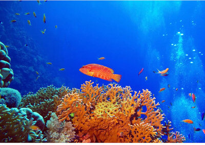 IDEA4WALL Vibrant Blue Ocean Sea Orange Coral Fish Paintable Wall Mural ...