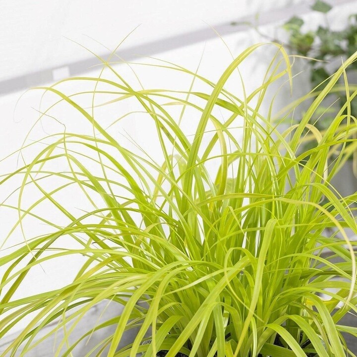 Plant Theory Everillo Sedge Grass Carex Oshimensis Outdoor Ornamental ...