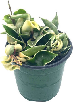Florida House Plants Variegated Hindu Rope Hoya Compacta Carnosa Very ...