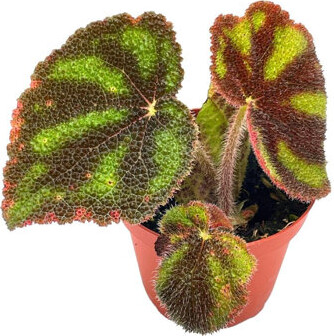 Florida House Plants Begonia Masoniana Variegata 4 Inch Very Rare ...