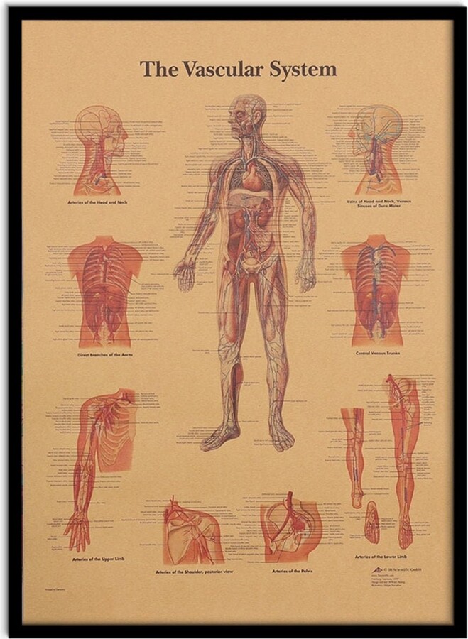 Etsy Anatomy Poster Retro Print Art Human The Vascular System - ShopStyle