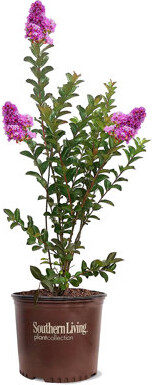 American Plant Exchange Flowering Trees Live Miss Sandra Crape Myrtle ...