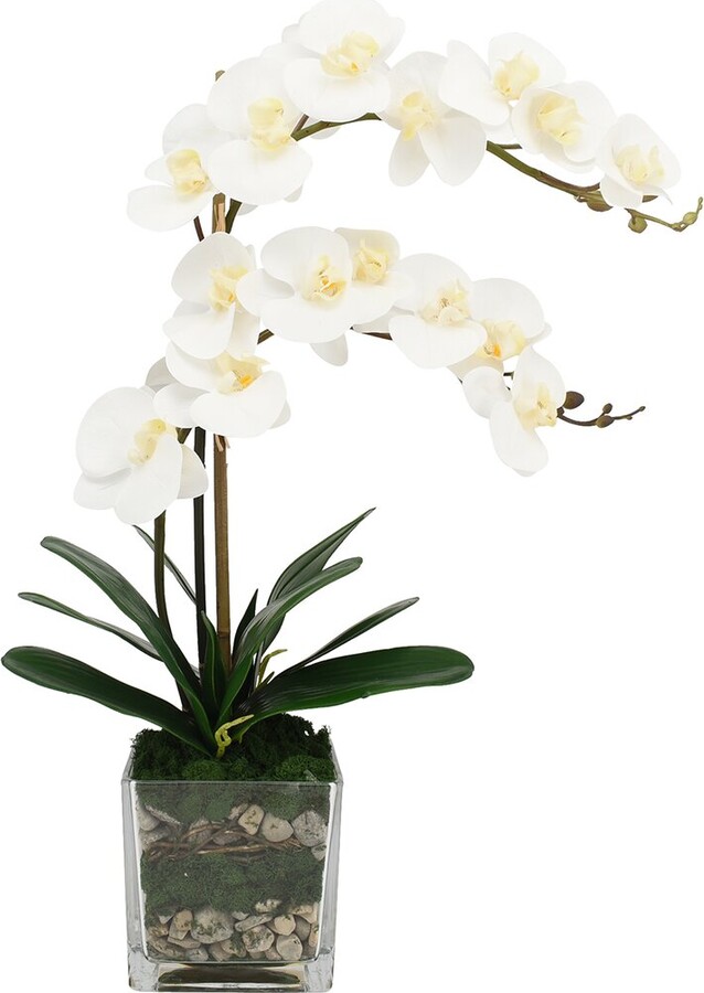 Creative Displays Orchid In Glass Vase With Moss & Rocks - ShopStyle
