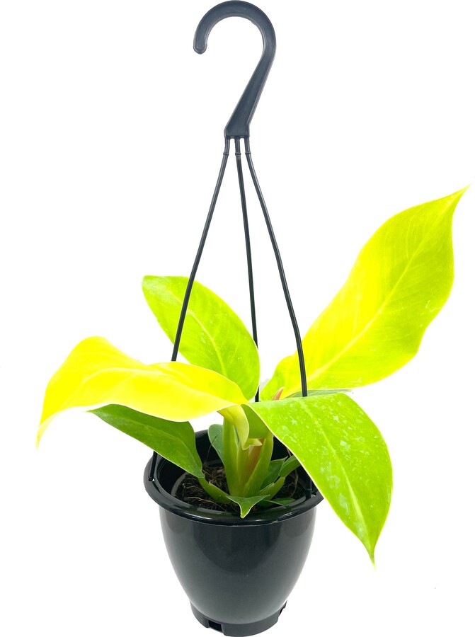 Etsy Philodendron Moonlight Hanging Basket - Live Plant in A 4 Inch Pot ...