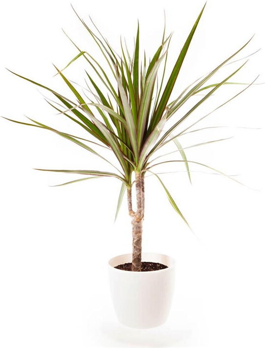 YouGarden Houseplant Collection with Pots - ShopStyle Decor