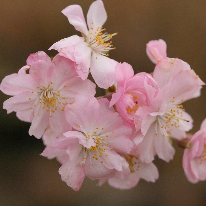 Plant Theory Autumnalis Rosea Pink Autumn Cherry Blossom Tree ...