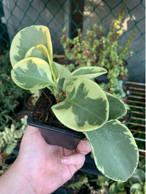 Florida House Plants Variegated Spoonleaf Marble Rubber Peperomia ...