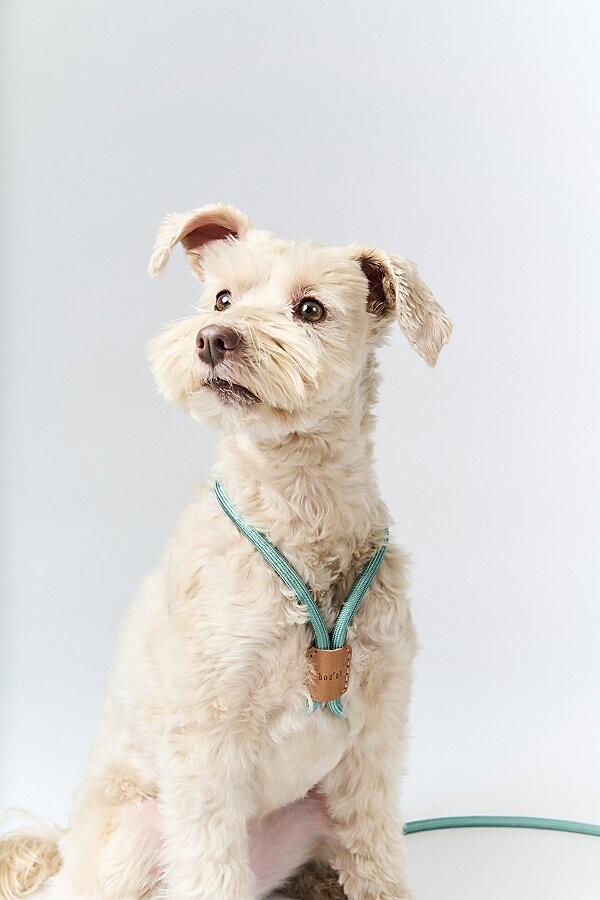 Boo Oh Ray Harness - ShopStyle