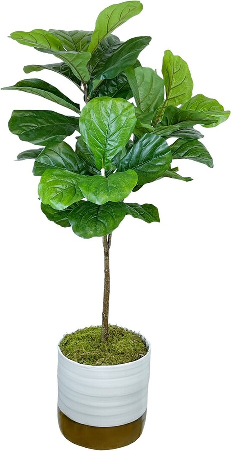 Creative Displays Fiddle Leaf Tree In A White And Gold Ceramic Pot ...