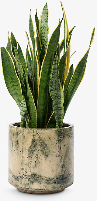 Patch Plants Susie the Snake Plant in pot 70-80cm - ShopStyle Decor