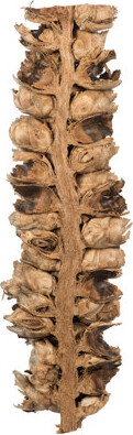 Primrue All Natural Giant Seed Pod Segment, Drie Natural Giant Seed Pod ...