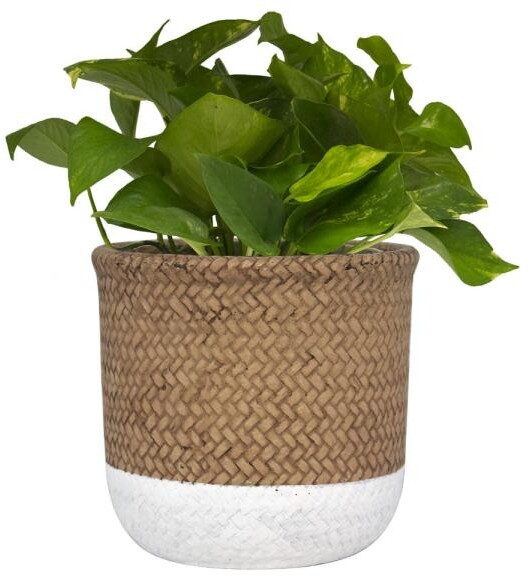 Trendspot 10 in. White and Natural Reed Round Cement Planter, White ...