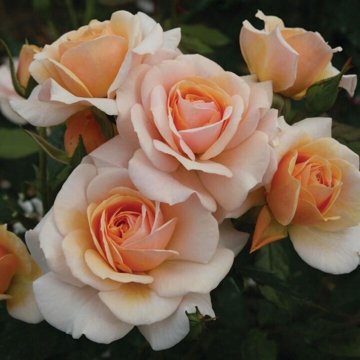 Plant Theory Sweet Honey Rose Bush Orange Flowering Roses Floribunda ...