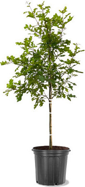 American Plant Exchange Shade Tree Live Nuttal Oak Outdoor Landscape ...