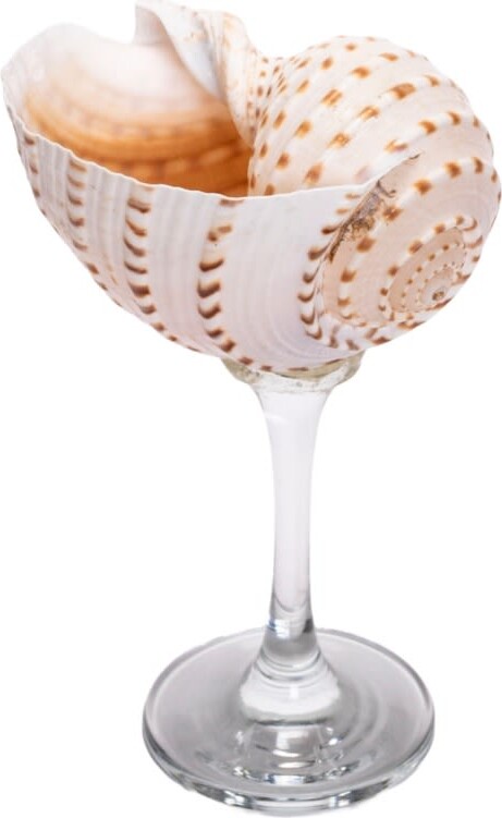 Hide + Stone Neutrals Shell Stemware - ShopStyle Drinkware Flutes