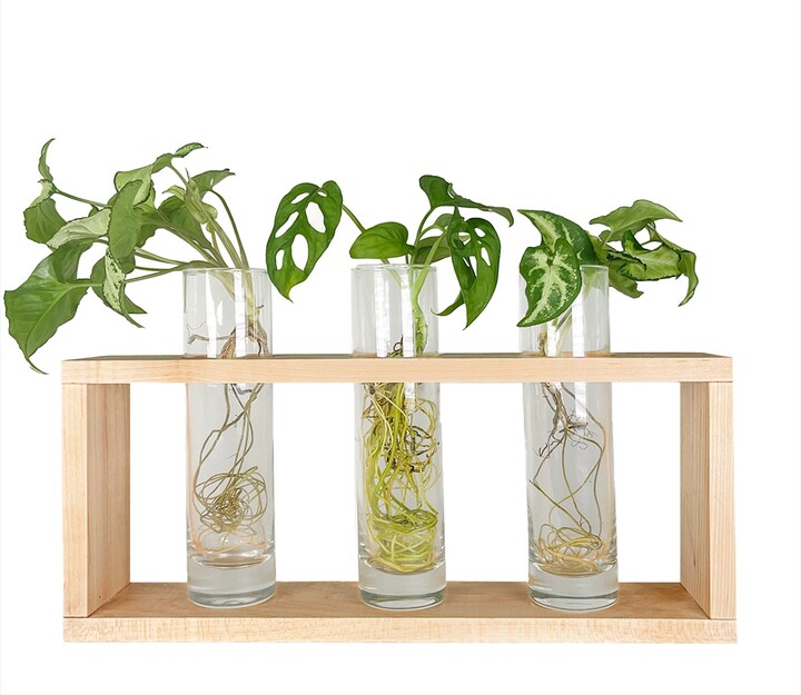 MODERN BOTANICAL Triple Maple Propagation Frame - ShopStyle Decor