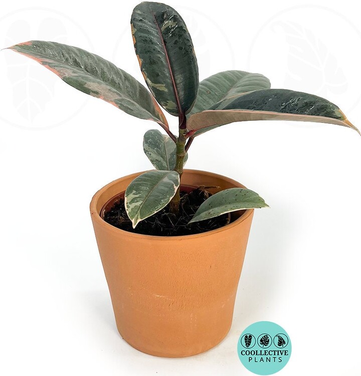 Etsy Ficus Ruby Variegated Indoor Plants - Easy Care Houseplant Live ...