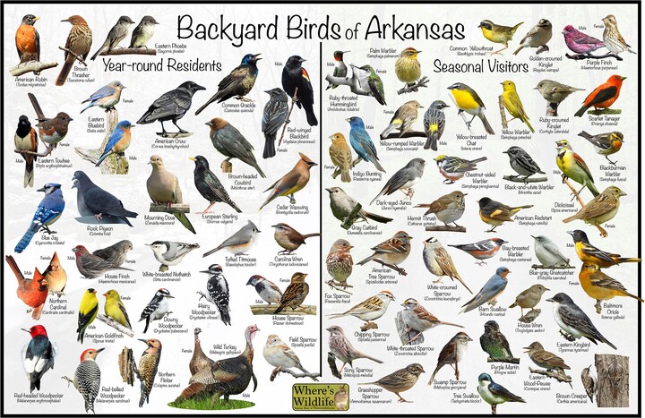 Etsy Backyard Birds Of Arkansas Bird Identification Poster Divided By ...