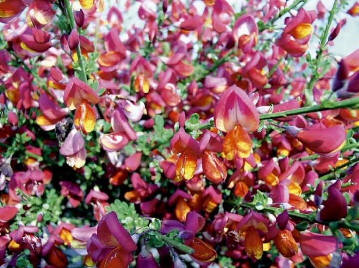 Cytisus Boskoop Ruby Garden Broom Shrubs Pack of 3 By Direct Plants ...