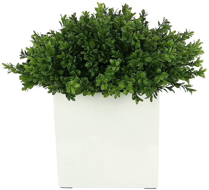 Creative Displays Boxwood In Square White Pot - ShopStyle Decor