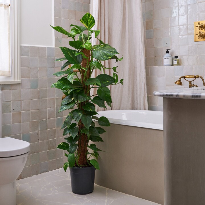 Beards & Daisies Devil's Ivy Moss Pole House Plant Green - ShopStyle ...