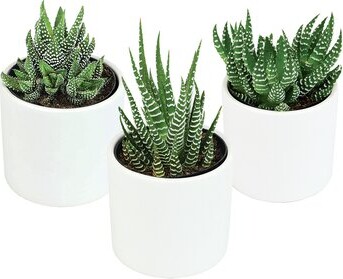 Altman Specialty Plants 2.5IN Lolite Haworthia Gasteria Low Maintenance ...