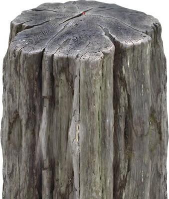 Wet Paint Printing Wood Log Tree Stump Cardboard Standup - ShopStyle ...