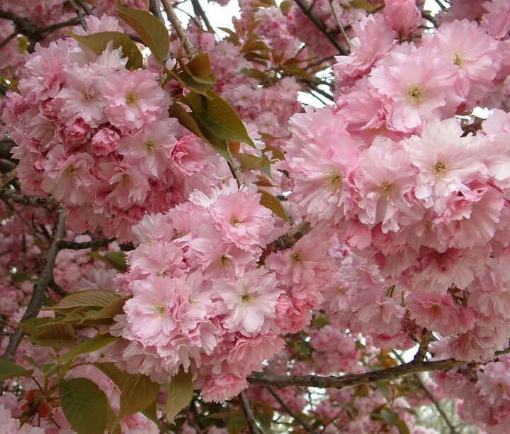 Direct Plants Prunus Pink Beauty Flowering Cherry Tree 6ft Tall ...