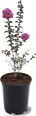 American Plant Exchange Flowering Trees Live Miss Sandra Crape Myrtle ...