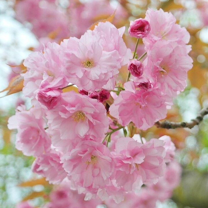 Plant Theory Pink Perfection Flowering Cherry Blossom Tree Outdoor ...