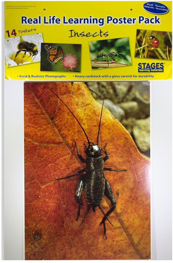 Stages Learning Materials Real Photo Insects Poster Set - ShopStyle ...