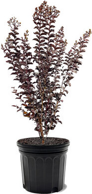 American Plant Exchange Flowering Trees Live Lunar Magic Crape Myrtle ...