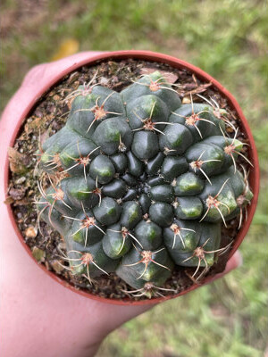 Florida House Plants Gymnocalycium Baldianum Thread Cactus Very Filled ...