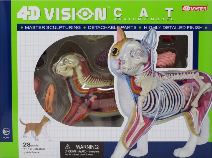 Areyougame 4D Master 4D Vision Orange Cat Anatomy Model - ShopStyle