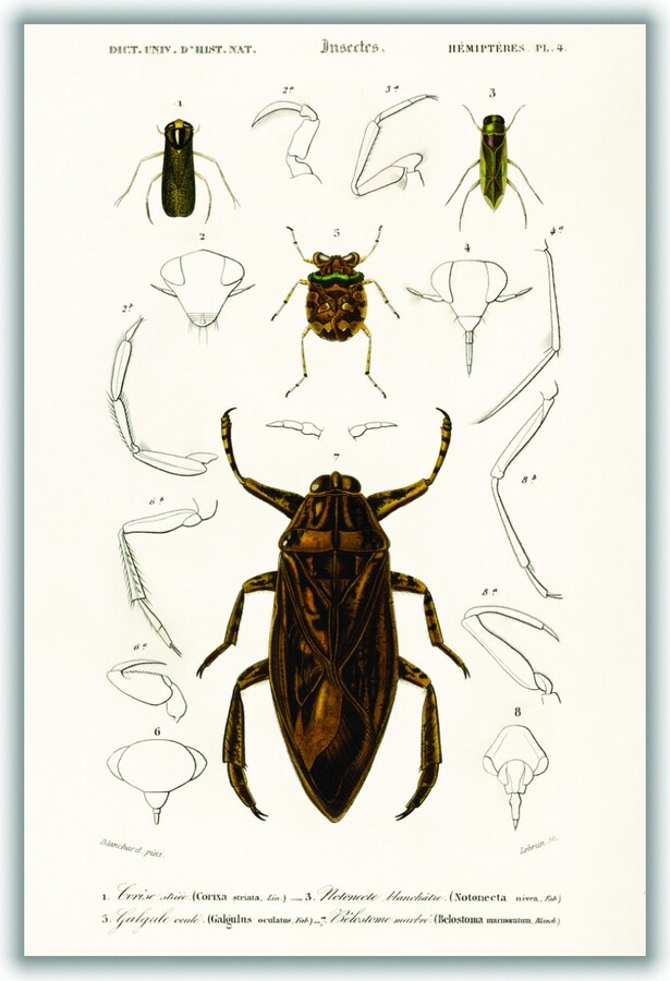 Stanley Print House Brown Natural History - Different Types Of Insects ...