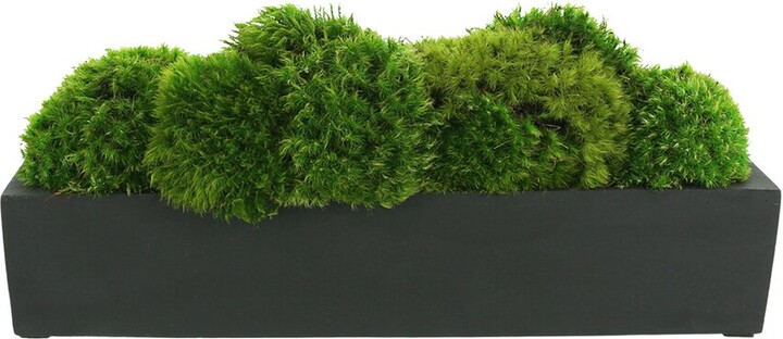 Creative Displays Mood Moss Arranged In Fiberstone Planter - ShopStyle ...