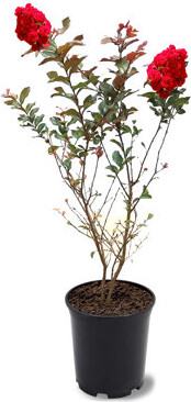 American Plant Exchange Flowering Trees Live Ruffled Red Magic Crape ...