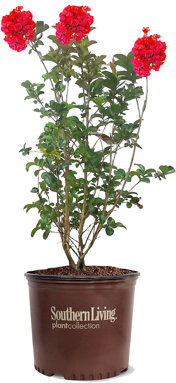 American Plant Exchange Flowering Trees Live Miss Frances Crape Myrtle ...