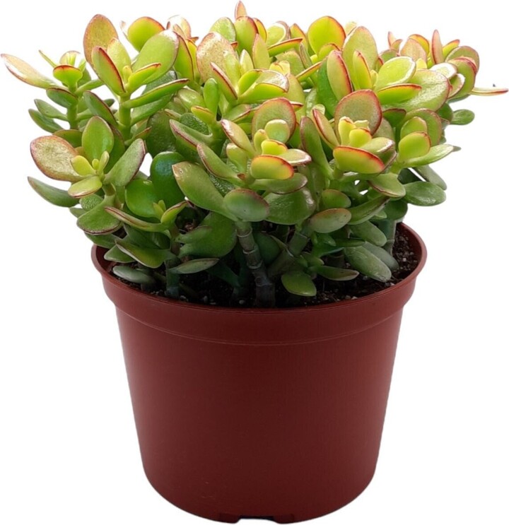 Etsy Crassula Ovata "Crosby's Dwarf' | 6 Inch Jade Plant Succulents ...