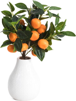 TJMAXX Mandarin Plant In Ceramic Vase - ShopStyle