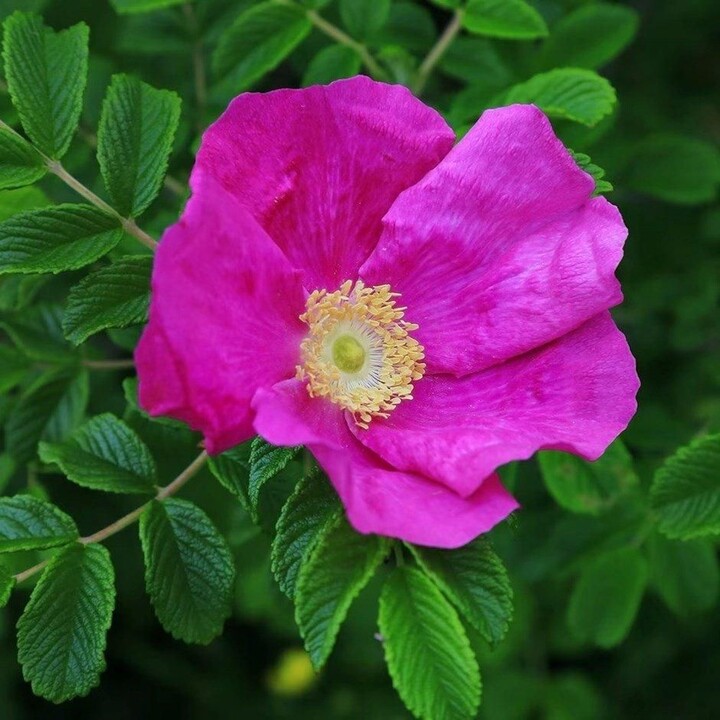Plant Theory Rubra Rosa Rugosa Hedging Plant 25 x Bare Root Plants 40cm ...