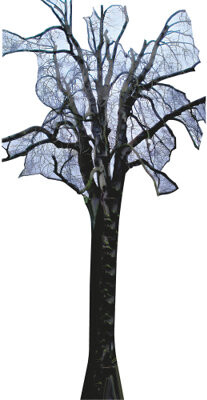 Wet Paint Printing H13677 Anne Franks Tree White Horse Chestnut ...