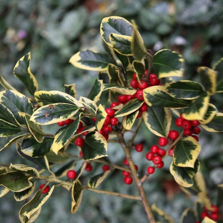 Plant Theory Golden King Holly Outdoor Shrub Plant Ilex x Altaclerensis ...