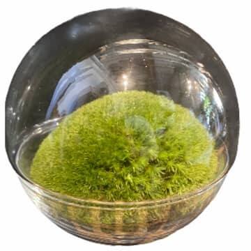botanicalboysuk 12cm Moss Dome - ShopStyle Garden Decor