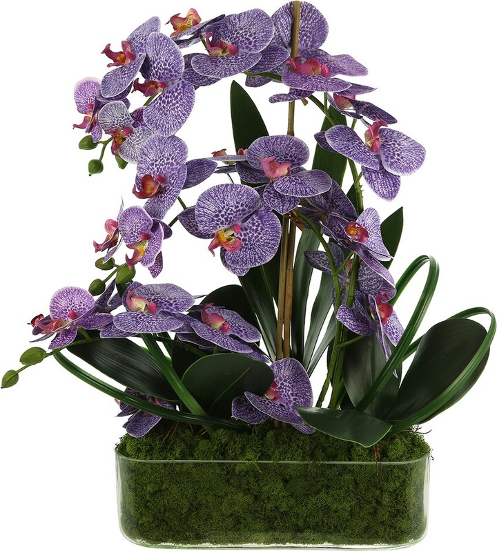 Creative Displays Orchid Arrangement In Glass Vase With Moss - ShopStyle