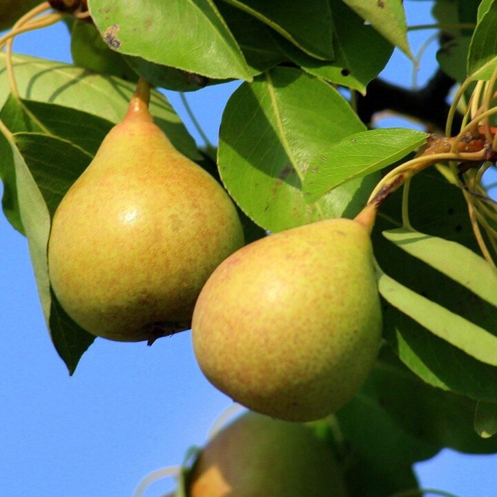 Plant Theory Pear Merton Pride Outdoor Fruit Tree Bare Root QA ...