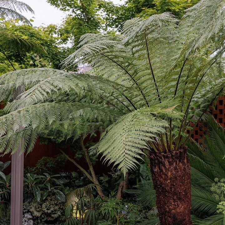Plant Theory Tree Fern Dicksonia Antarctica Hardy Outdoor Ferns Jungle ...