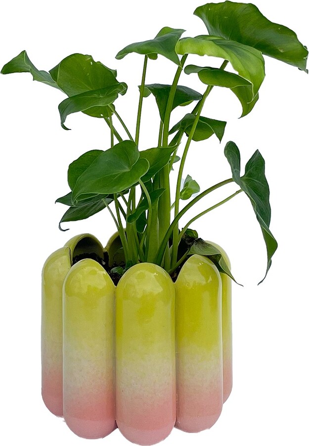 Modern Science Project - Scallop Planter In Watermelon - ShopStyle ...