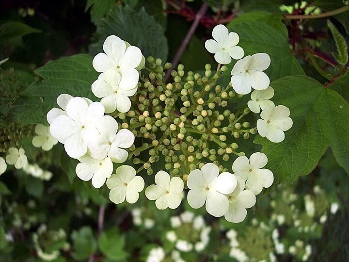 F&G Supplies 10 x 3ft Guelder Rose (Viburnum Opulus) Field Grown Bare ...